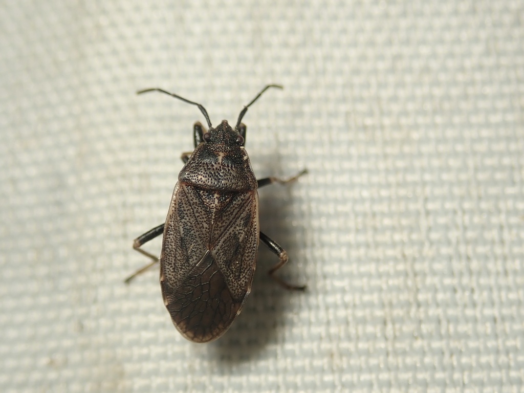 Pyrrhocoris sinuaticollis from 毛馬町5丁目, 大阪市都島区, 大阪府, JP on August 18 ...