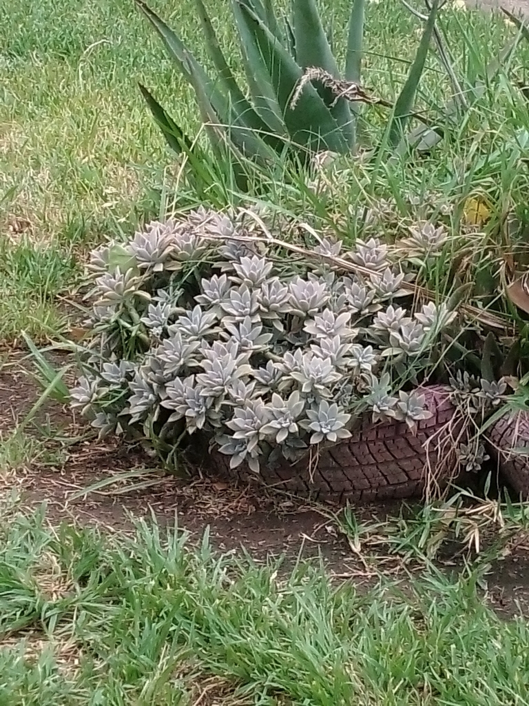 Ghost-plant from Sin Nombre de Col 9, Saltillo, Coah., México on August ...