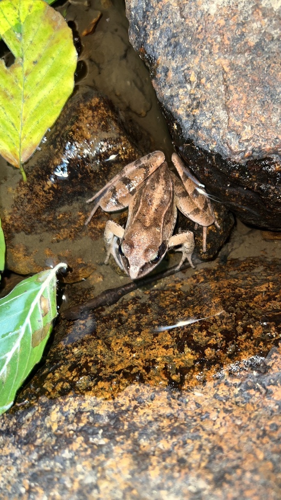 Taurus Frog from Tesvikiye Bld., Cinarcik, Yalova, TR on August 18 ...