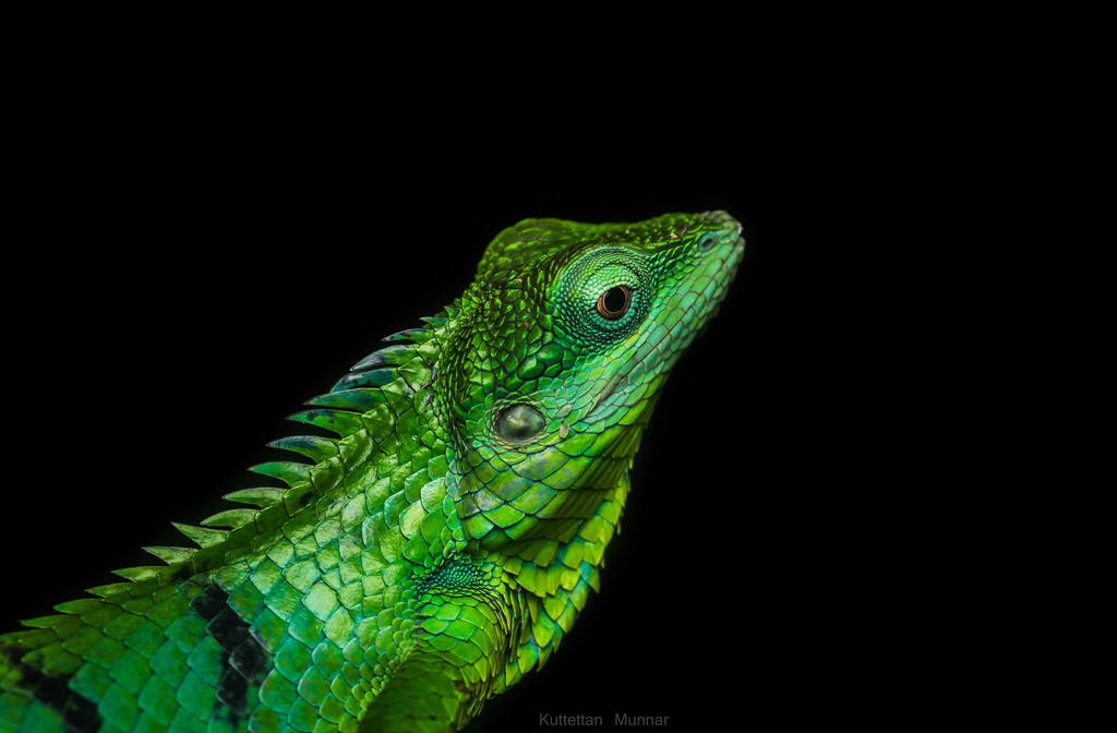 Large Scaled Forest Lizard from Munnar, Kerala 685612, India on June 15 ...