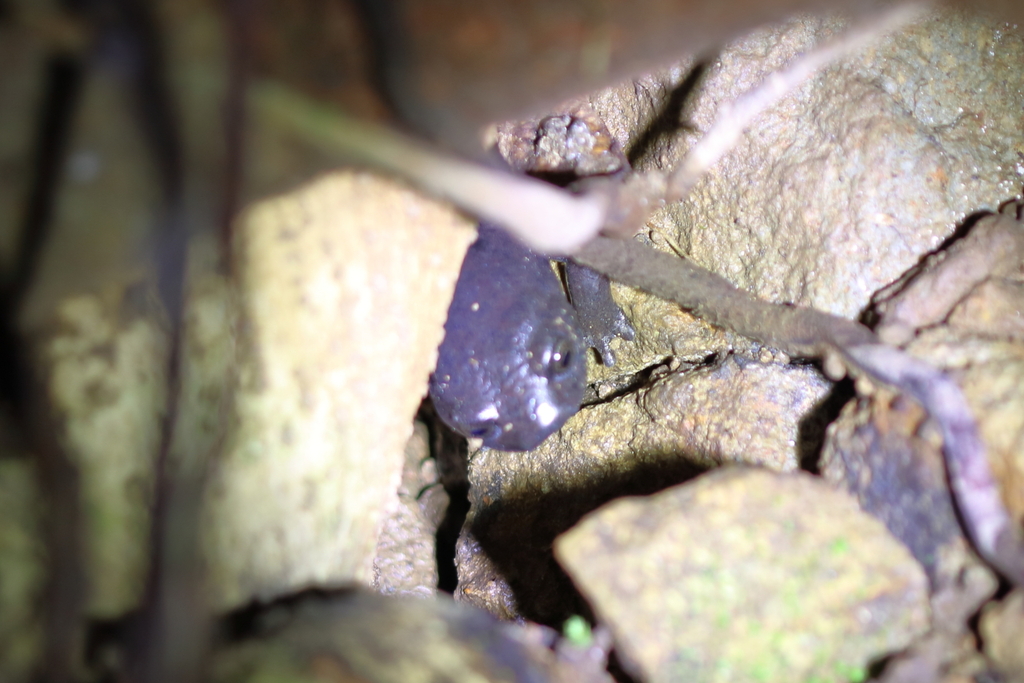 Ringtail Salamander in August 2023 by Riley Stanton · iNaturalist