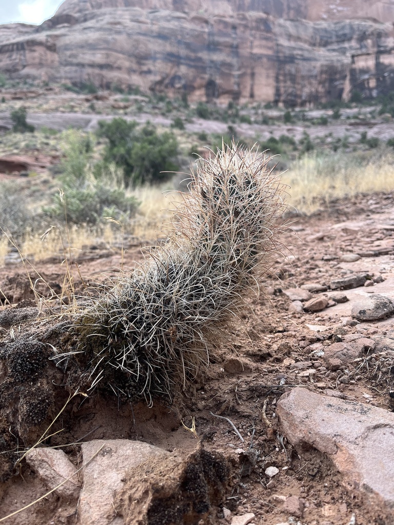 Smallflower Fishhook Cactus in August 2023 by Raney Yelenich · iNaturalist