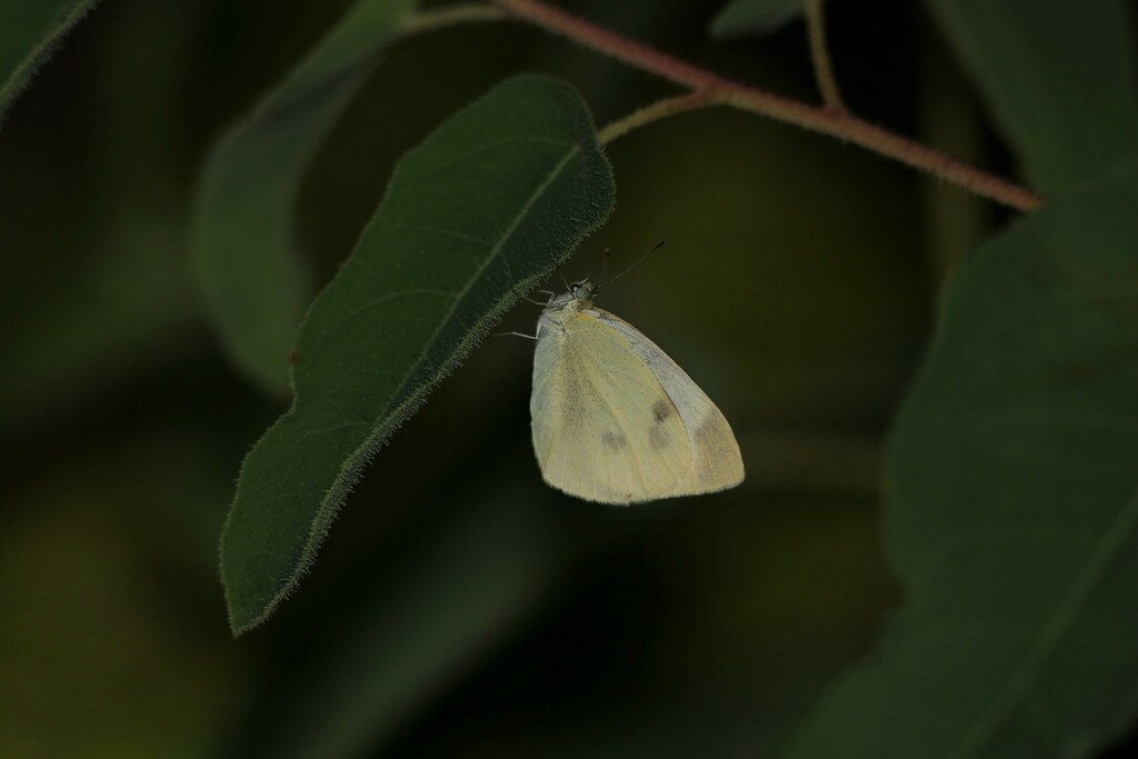 Small White from Near Westside, Indianapolis, IN, USA on August 21 ...
