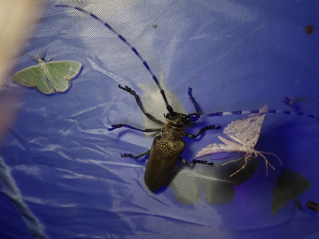 Apriona rugicollis from 金剛生駒紀泉国定公園, 貝塚市, 大阪府, JP on August 20, 2023 at ...