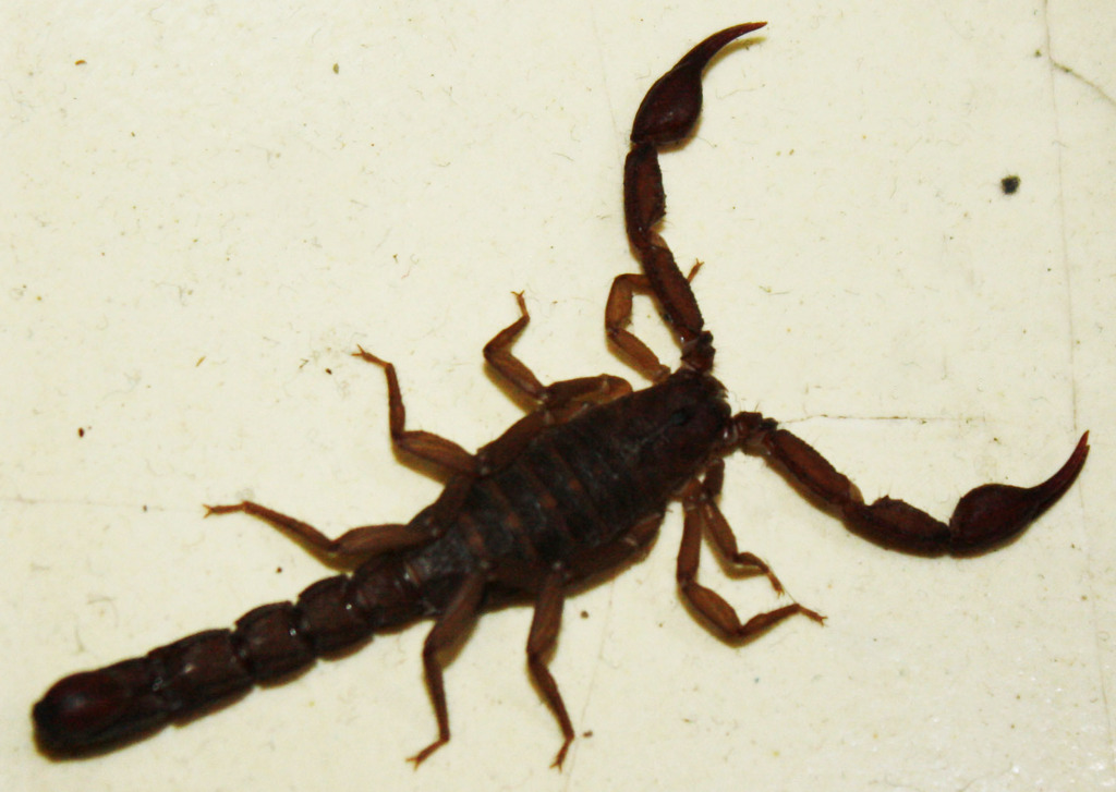 Mexican Scorpion from Calle Cerrada Tenancalco, Delegación Tlalpan ...