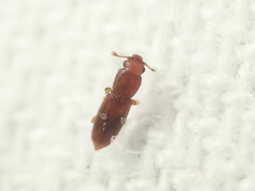 Europs ferrugineus · iNaturalist