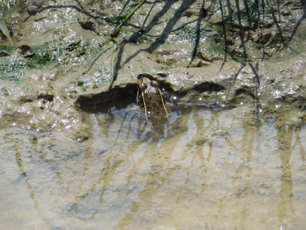 Plains Leopard Frog from Pawnee County, NE, USA on August 15, 2023 at ...