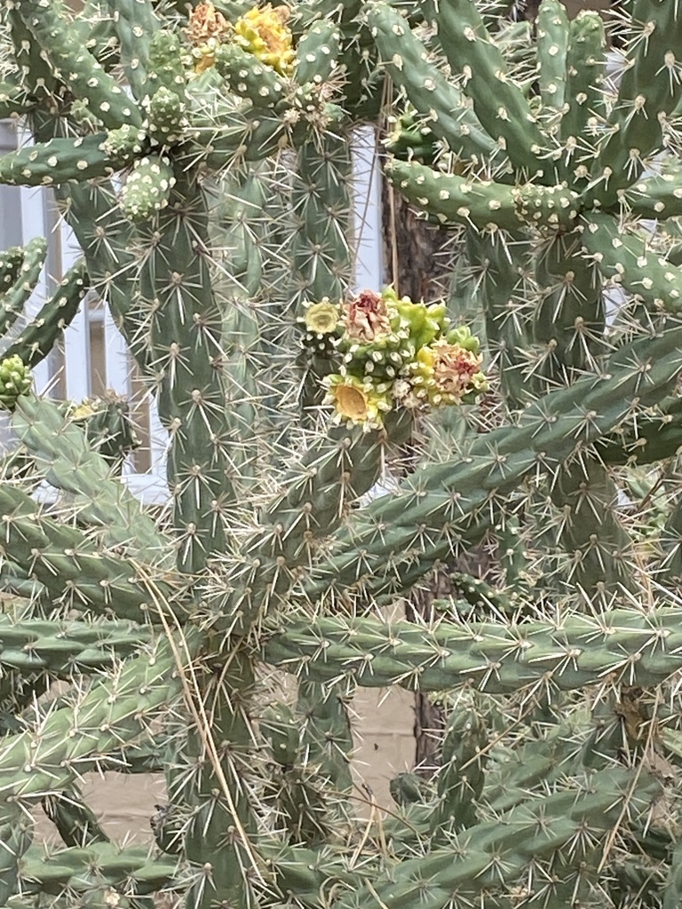 Northern Tree Cholla from Grant Ave, Santa Fe, NM, US on August 22 ...