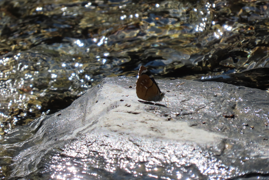 Vague Numberwings from Nor Yungas, Bolivia on July 30, 2023 at 02:14 PM ...