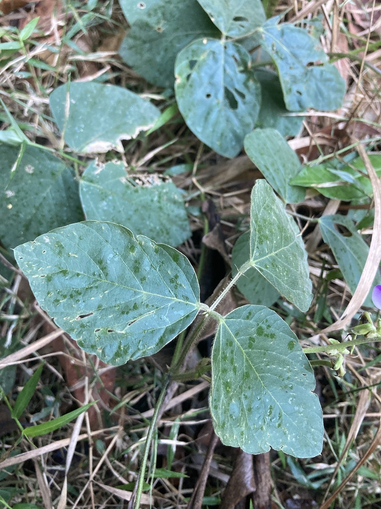 Calopo in July 2023 by Santi Tabares · iNaturalist