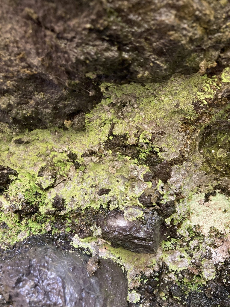 common lichens from Akaroa, New Zealand on August 13, 2023 at 02:33 PM ...