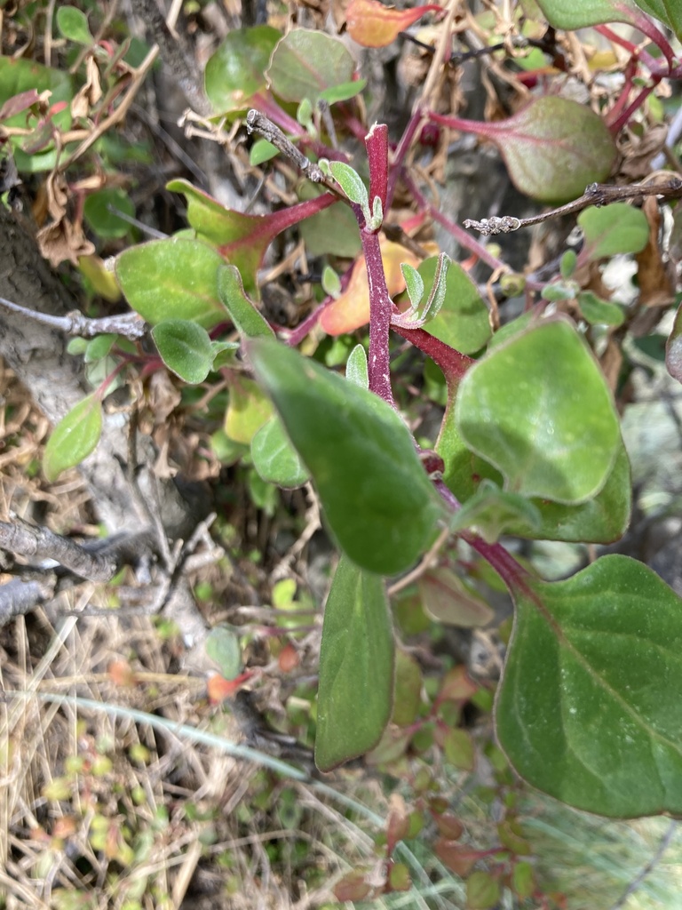 Beach Spinach from Okains Bay, New Zealand on August 13, 2023 at 02:39 ...