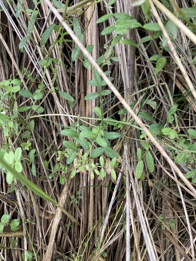 Common Vetch from Okains Bay, New Zealand on August 13, 2023 at 02:37 ...