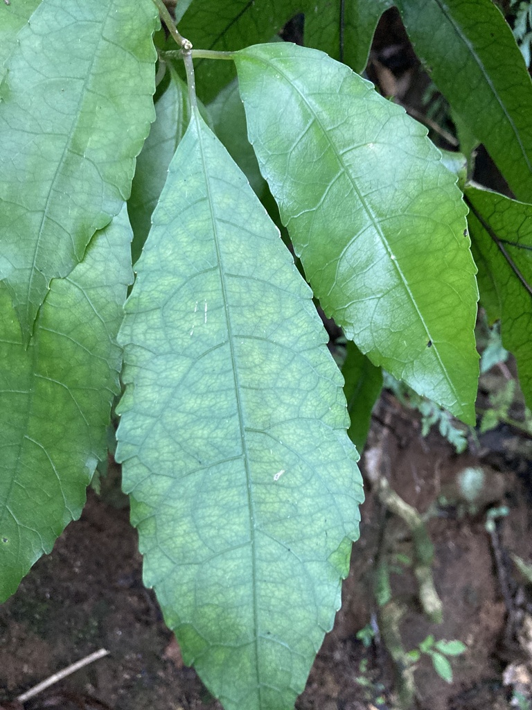 Māhoe from Duvauchelle, New Zealand on August 13, 2023 at 03:50 PM by ...