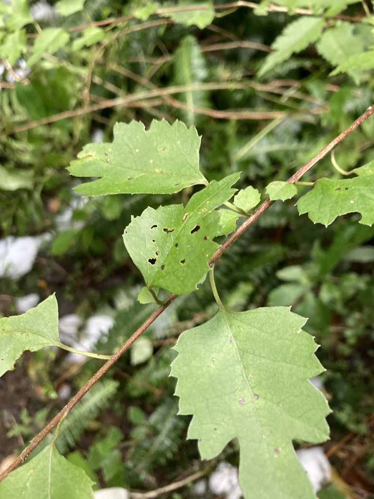 Houhere from Duvauchelle, New Zealand on August 13, 2023 at 03:51 PM by ...