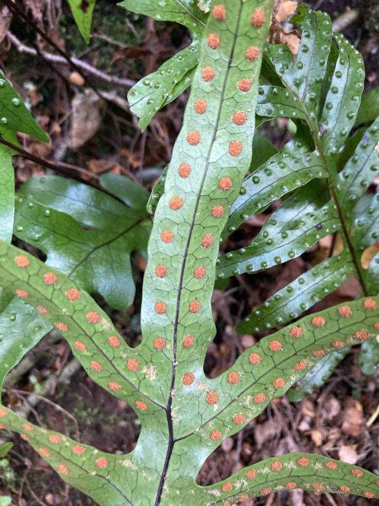 Kangaroo Fern from Duvauchelle, New Zealand on August 13, 2023 at 03:52 ...