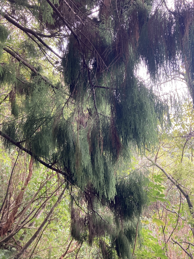rimu from Little River, New Zealand on August 13, 2023 at 03:53 PM by ...
