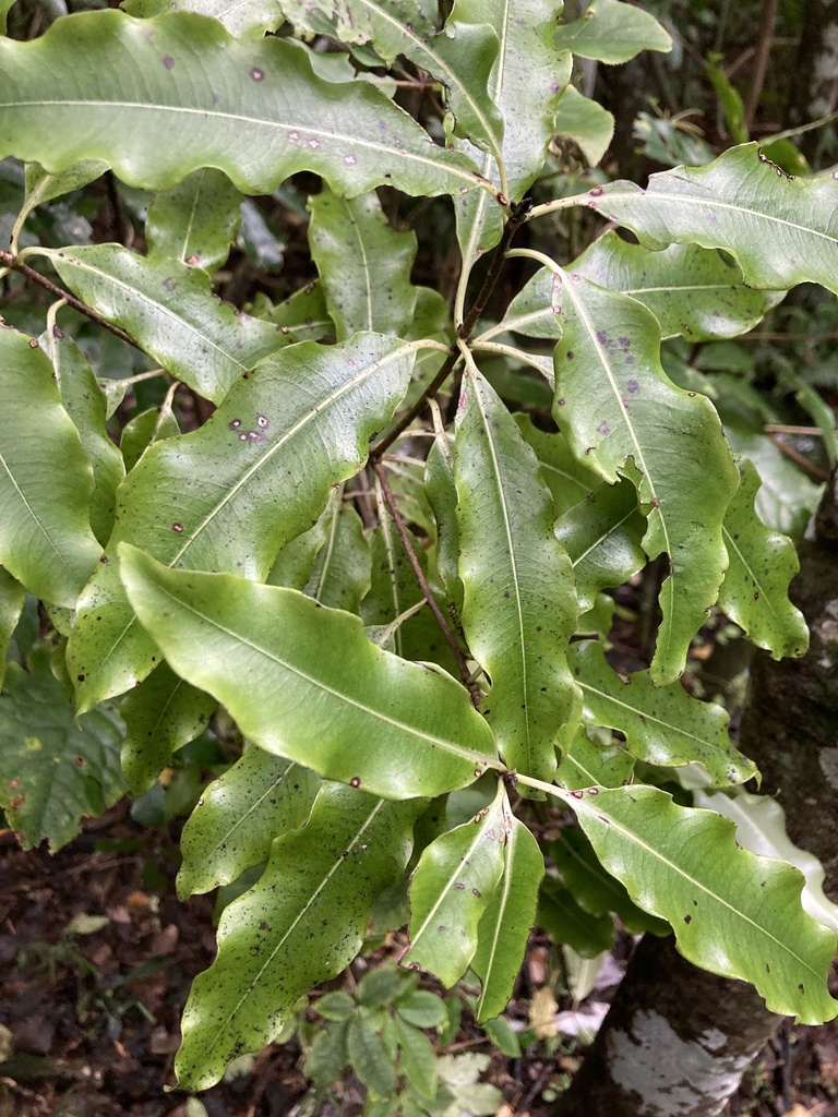 tarata from Little River, New Zealand on August 13, 2023 at 03:57 PM by ...