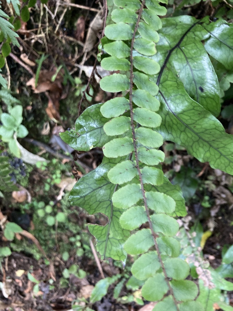 kiwakiwa from Little River, New Zealand on August 13, 2023 at 03:55 PM ...