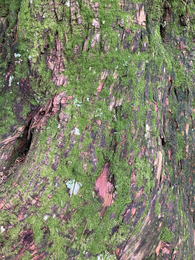 mosses from Little River, New Zealand on August 13, 2023 at 04:03 PM by ...