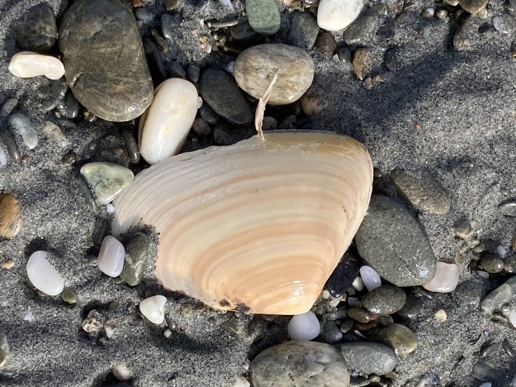 Southern Tuatua from Buller, West Coast, New Zealand on August 22, 2023 ...