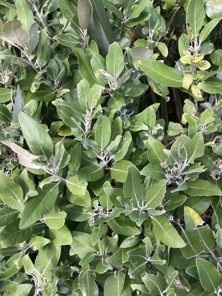 dicots from Buller District, West Coast, New Zealand on August 22, 2023 ...