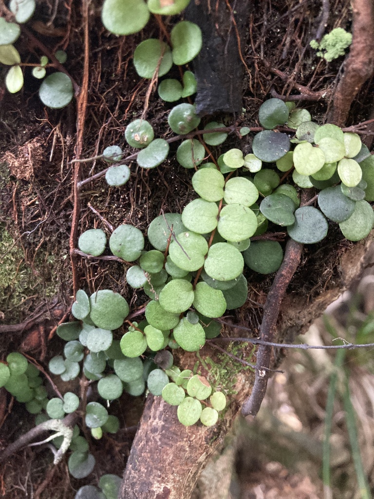 climbing rātā from West Coast, New Zealand on August 22, 2023 at 02:10 ...