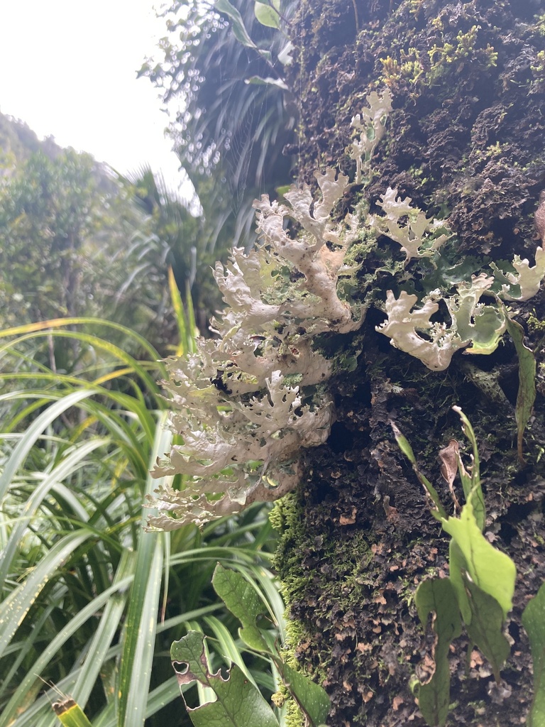 Specklebelly Lichens from Punakaiki, New Zealand on August 22, 2023 at ...