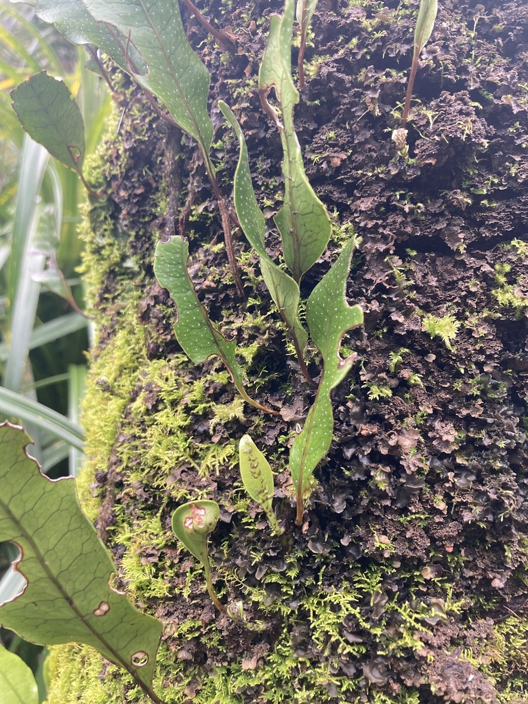 Kangaroo Fern from Punakaiki, New Zealand on August 22, 2023 at 03:43 ...