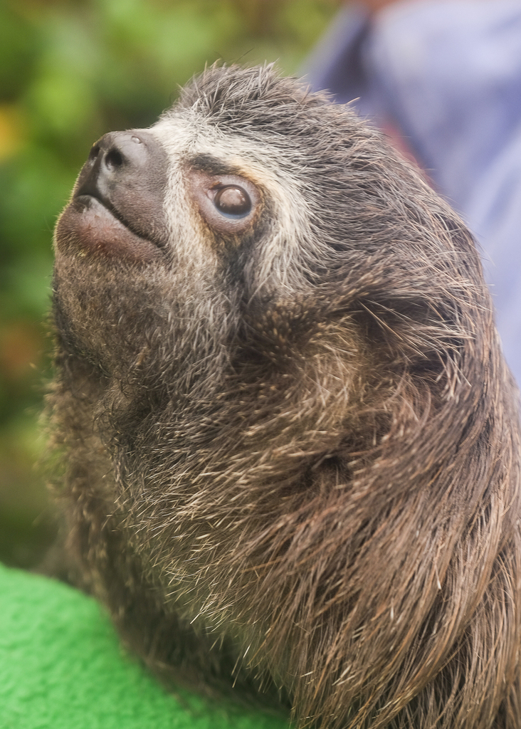 Brown-throated Three-toed Sloth from Mera, Ecuador on June 28, 2017 at ...