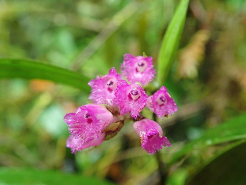 Elleanthus amethystinus · iNaturalist
