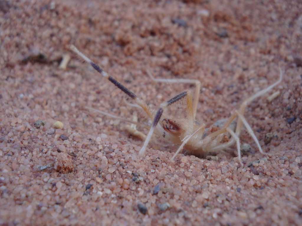 Galeodes granti from Qesm Sharm Ash Sheikh, South Sinai Governorate ...