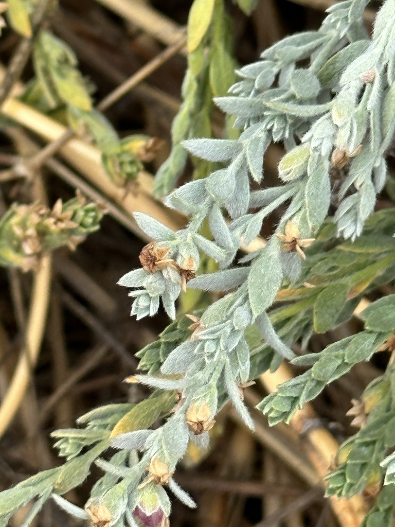 Alkali Weed from Moreno Valley, CA, US on August 21, 2023 at 10:14 AM ...
