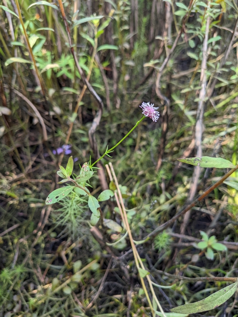 Pink Bog Button in August 2023 by Eric Ungberg · iNaturalist