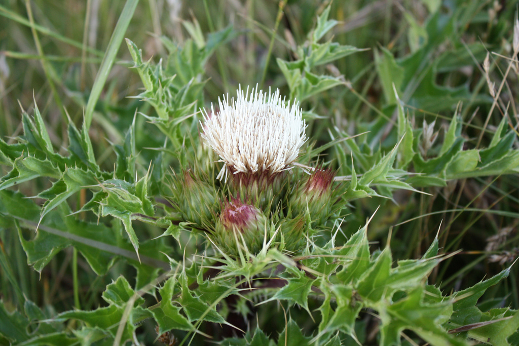 La Graciosa Thistle in June 2013 by spencer_riffle. I worked for a ...