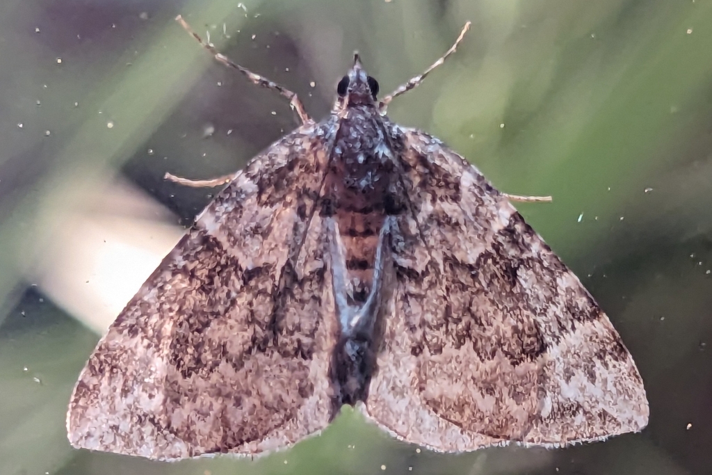 White Eulithis Moth from Saint-Pierre, PM on August 22, 2023 at 09:40 ...