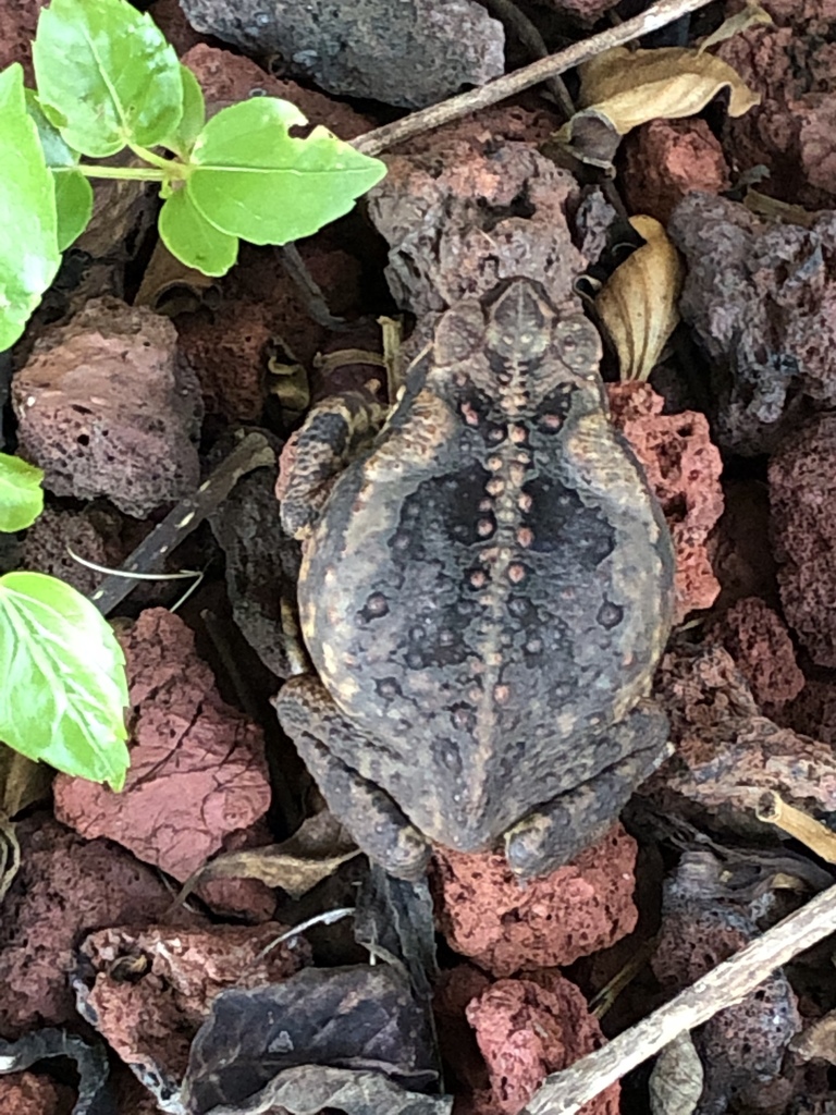 Cane Toad from 200–422 Haley Ave, Wahiawa, HI, US on February 5, 2019 ...