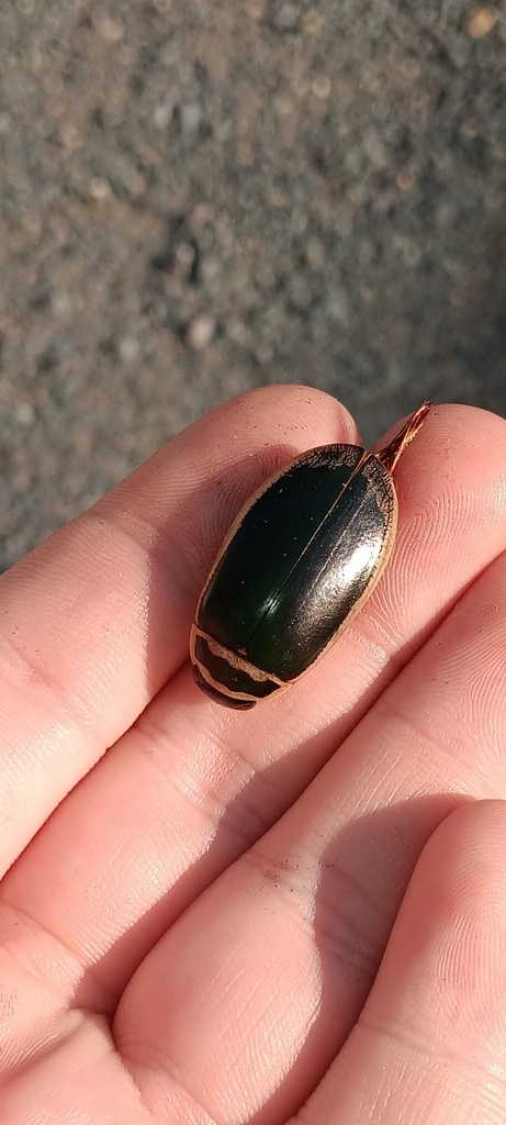 Giant green water beetle from Stagecoach, NV 89429, USA on August 22 ...