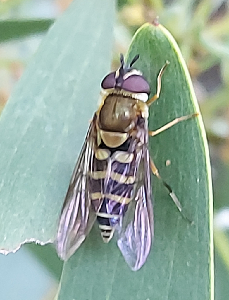 Common Flower Flies from 27400 Departamento de Rocha, Uruguay on August ...