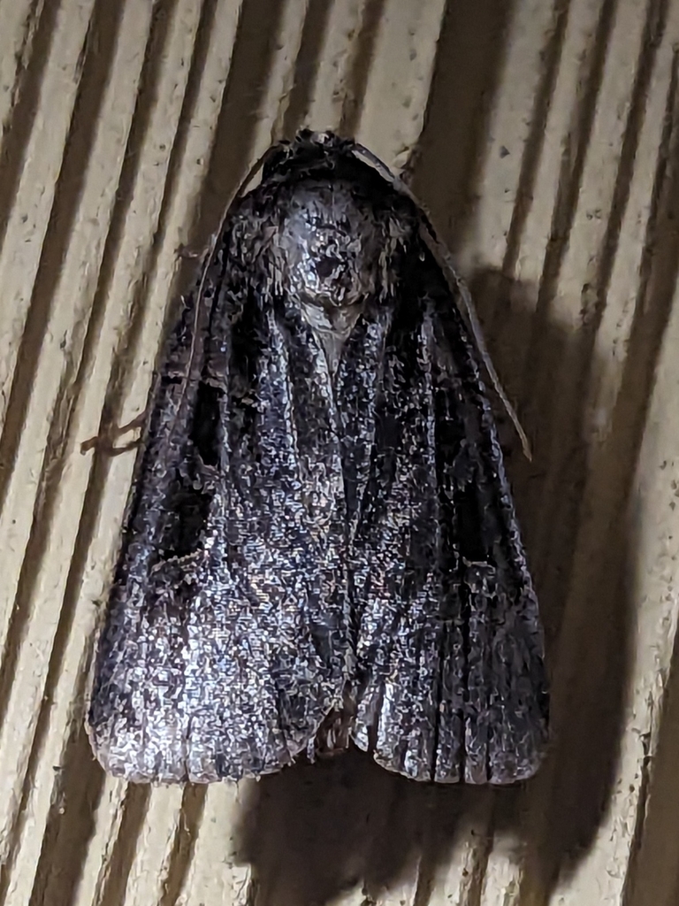 Morrison's Sooty Dart from Saint-Pierre, PM on August 22, 2023 at 11:04 ...