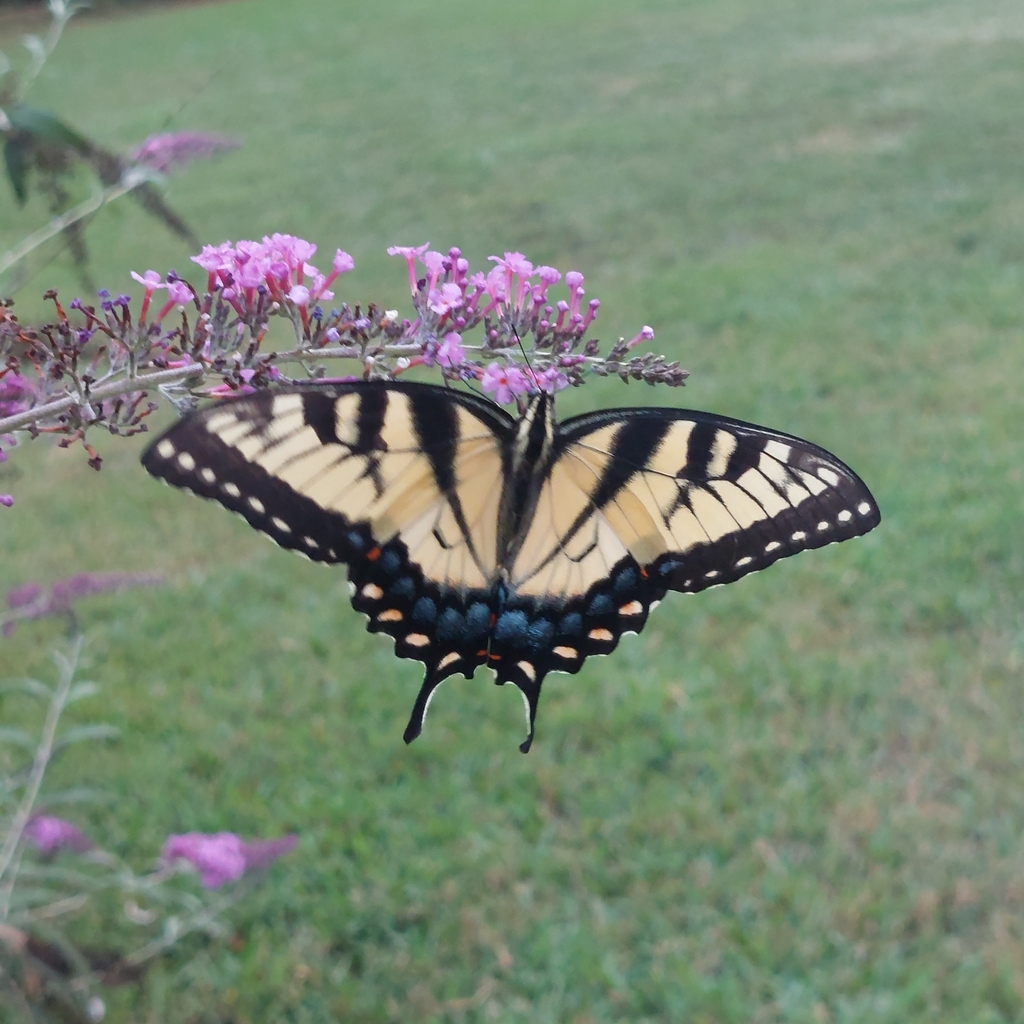 Eastern Tiger Swallowtail from Downtown, Mint Hill, NC 28227, USA on ...