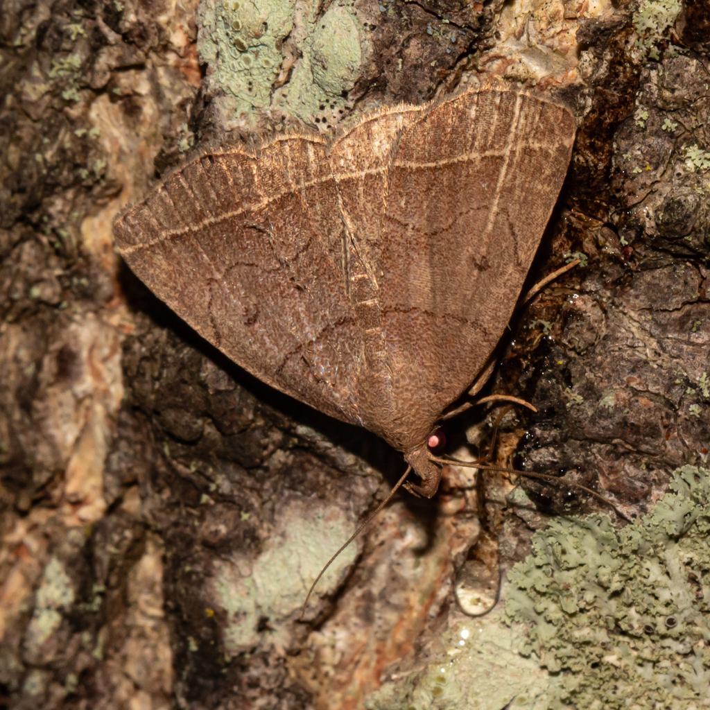 Dark Fan-foot from Anne Arundel County, MD, USA on August 11, 2023 at ...