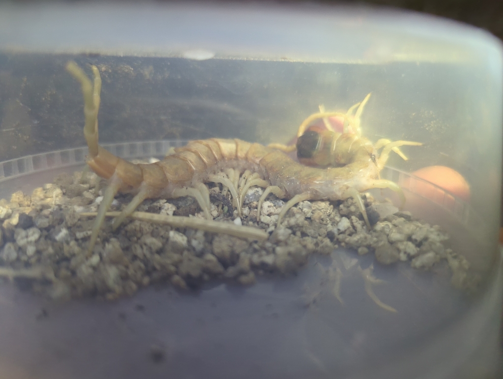Scolopendra aztecorum from Ocotillo, CA 92259, USA on August 22, 2023 ...
