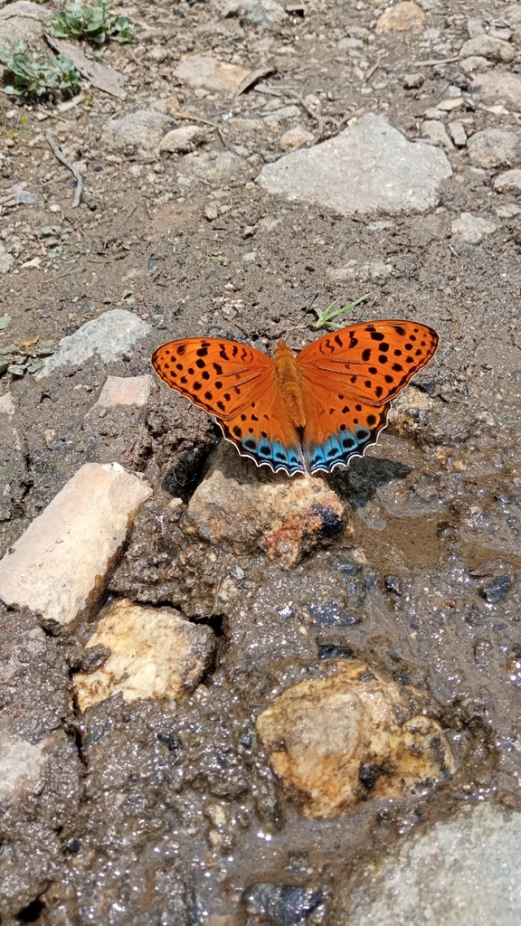 Large Silverstripe from Srikhola Bridge on June 9, 2023 at 11:06 AM by ...