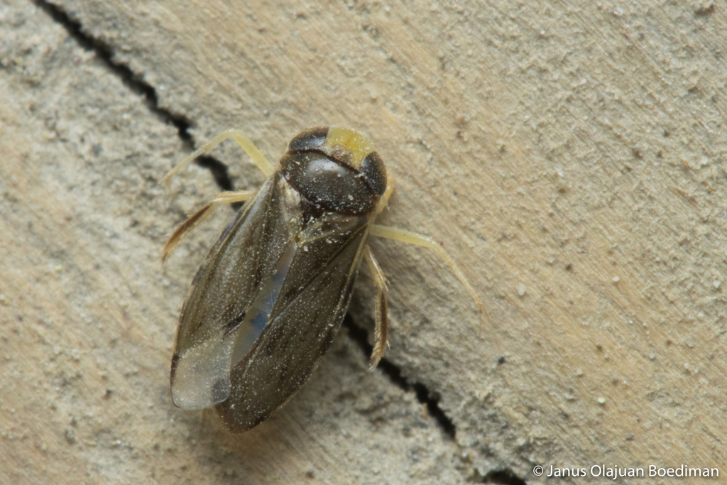 Micronecta in April 2022 by Janus Olajuan Boediman · iNaturalist