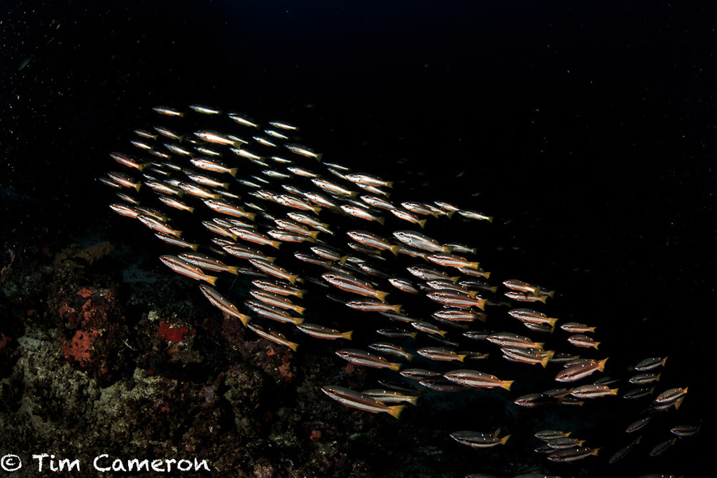 Twospot Snapper from Padre Burgos, Southern Leyte, Philippines on May ...