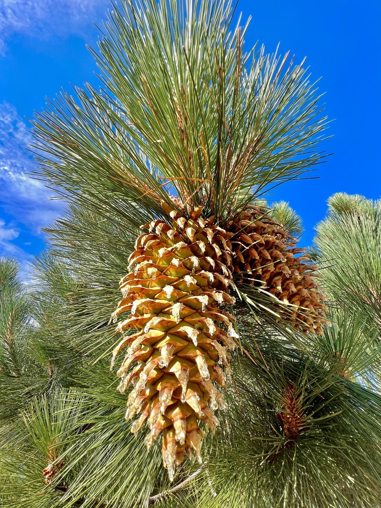 Coulter pine from Cleveland National Forest, Descanso, CA, US on August ...