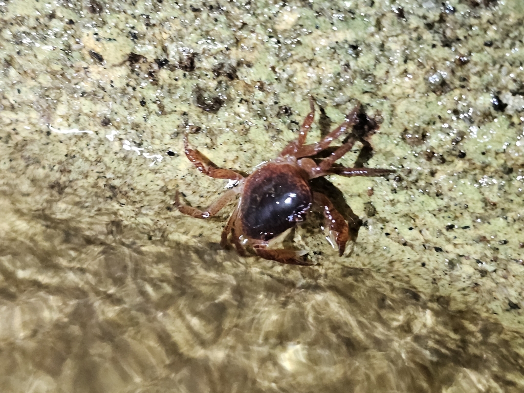 Japanese Freshwater Crab from 일본 〒689-3214 Tottori, Saihaku District ...