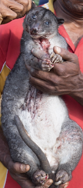 Ground Cuscus in December 2017 by isawe · iNaturalist