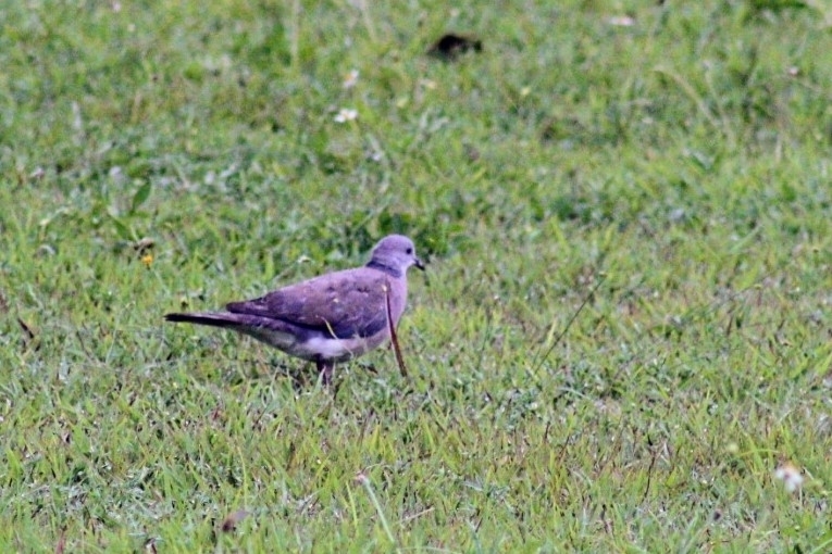 Philippine Collared-Dove from Lockwood Terrace, Santa Rita, Guam on ...